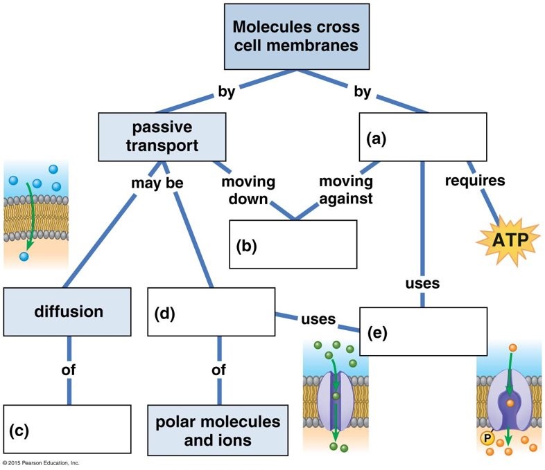 Solved Fill out the diagram | Chegg.com