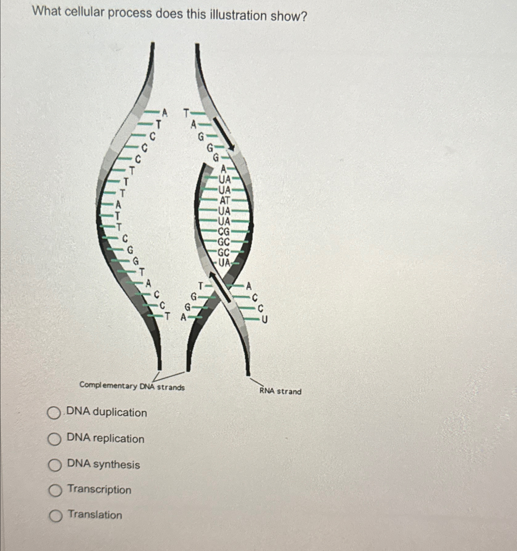 Solved What cellular process does this illustration show?DNA | Chegg.com