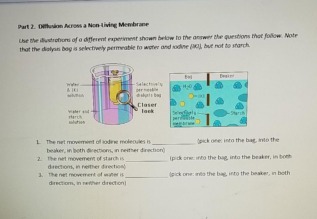 Solved Diffusion and Osmosis Post-Lab Directions: Answer the | Chegg.com