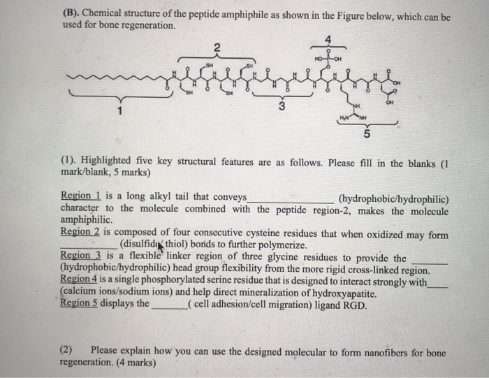 Solved (B). Chemical structure of the peptide amphiphile as | Chegg.com