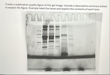 Solved Create a publication quality figure of this gel | Chegg.com