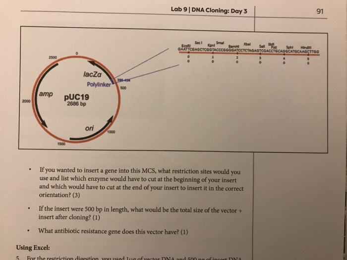 Solved This vector is called pUC19. It has a Polylinker | Chegg.com