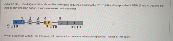 Solved Question 36C. The diagram below shows the HexA gene | Chegg.com
