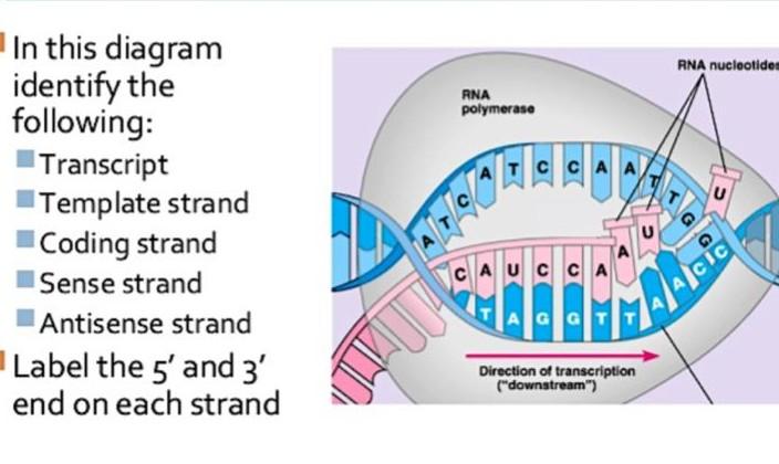 Solved RNA nucleotides RNA polymerase AT CCA A In this | Chegg.com