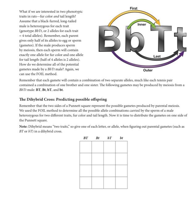 Solved What if we are interested in two phenotypic traits in | Chegg.com