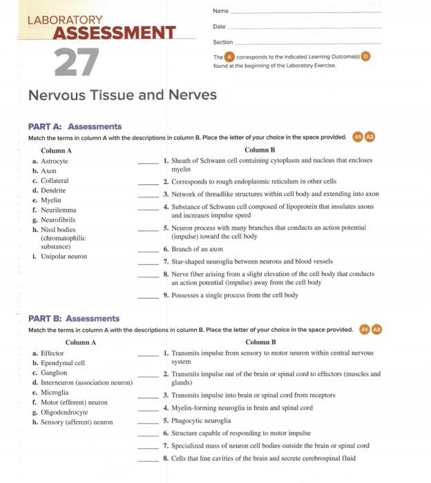 Solved Name LABORATORY ASSESSMENT Date Section 27 The | Chegg.com