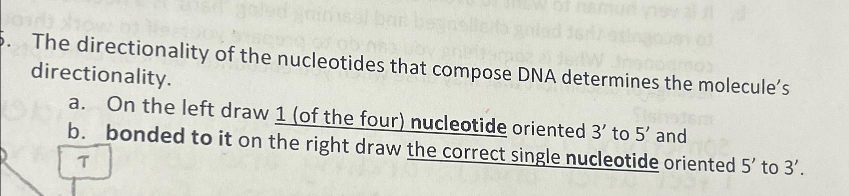 Solved The directionality of the nucleotides that compose | Chegg.com