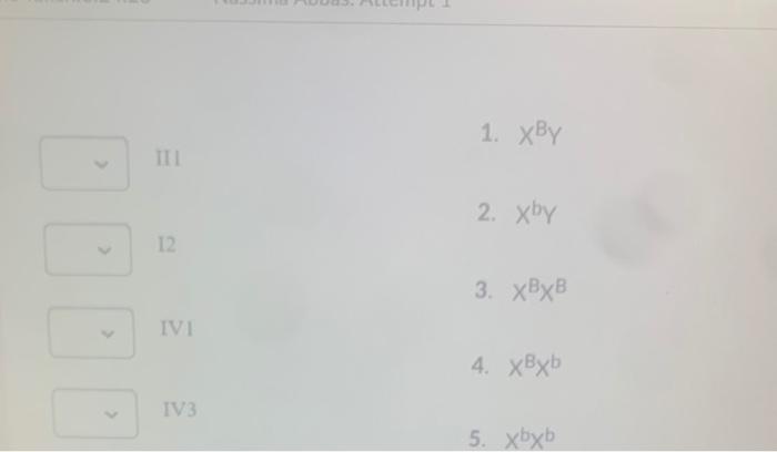 Solved Pedigree Showing the Inheritance of Becker's Muscular | Chegg.com