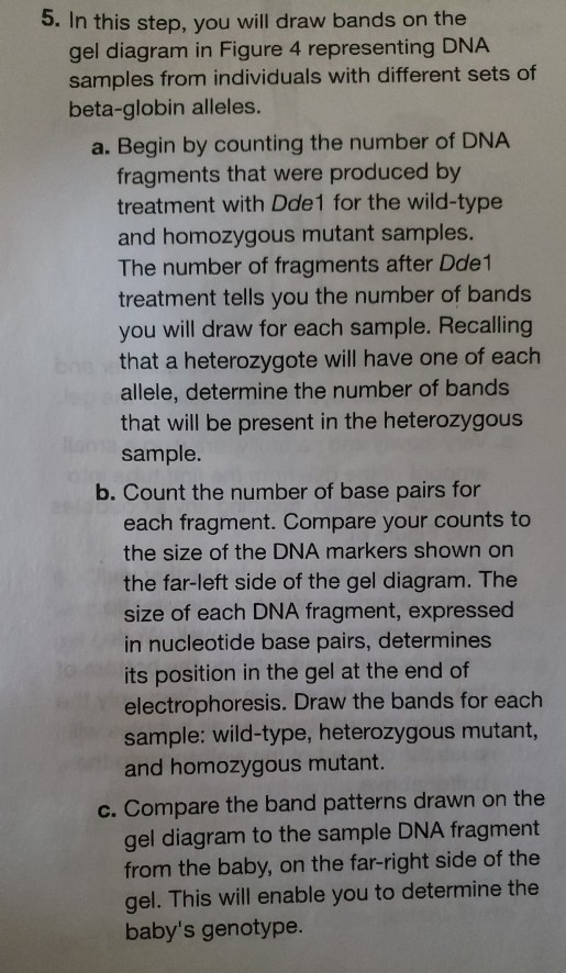 Solved terozy po DNA Globin Marker Wild Type Beta Globin | Chegg.com