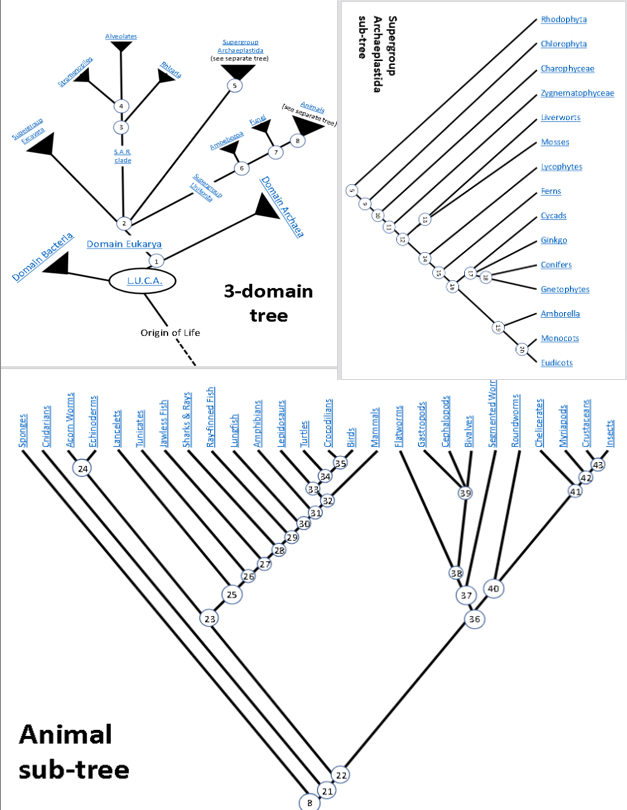 Solved 11. ﻿You have paired appendages two forelimbs (in | Chegg.com