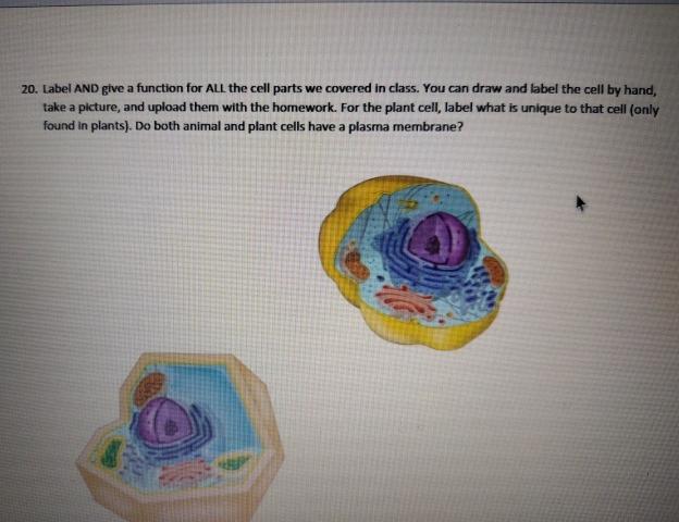 Solved Label AND give a function for ALL the cell parts we | Chegg.com