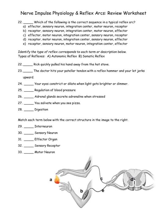 Solved Nerve Impulse Physiology \& Reflex Arcs: Review | Chegg.com
