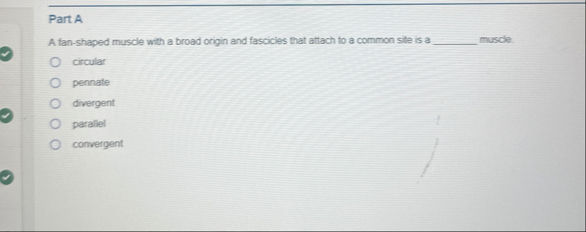 Solved Part AA fan-shaped muscle with a broad origin and | Chegg.com