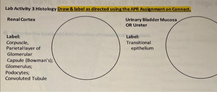 Solved Lab Activity 3 Histology Draw \& label as directed | Chegg.com