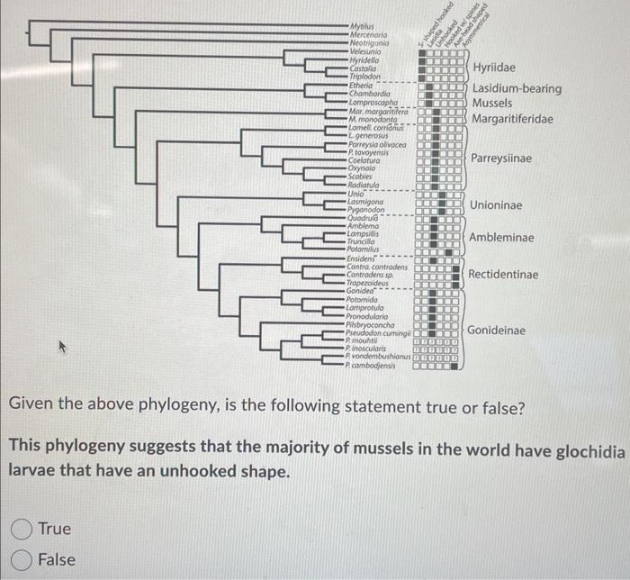 Solved Given the above phylogeny, is the following statement | Chegg.com