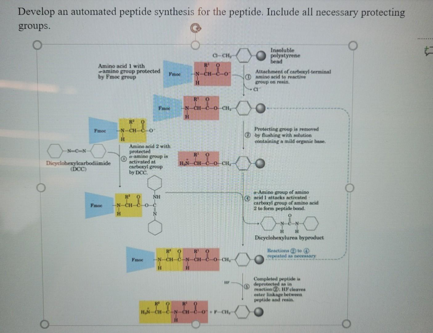 Solved This worksheet will work on the peptide made from the | Chegg.com