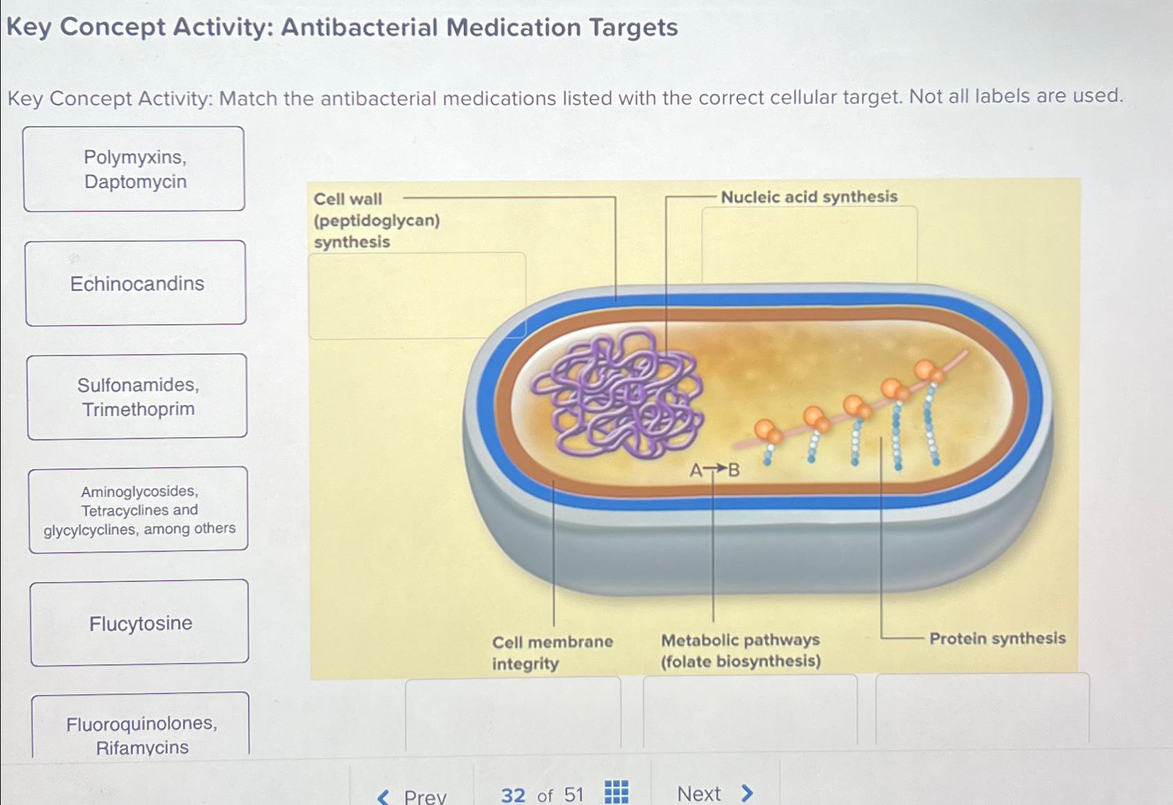 Solved Key Concept Activity: Antibacterial Medication | Chegg.com