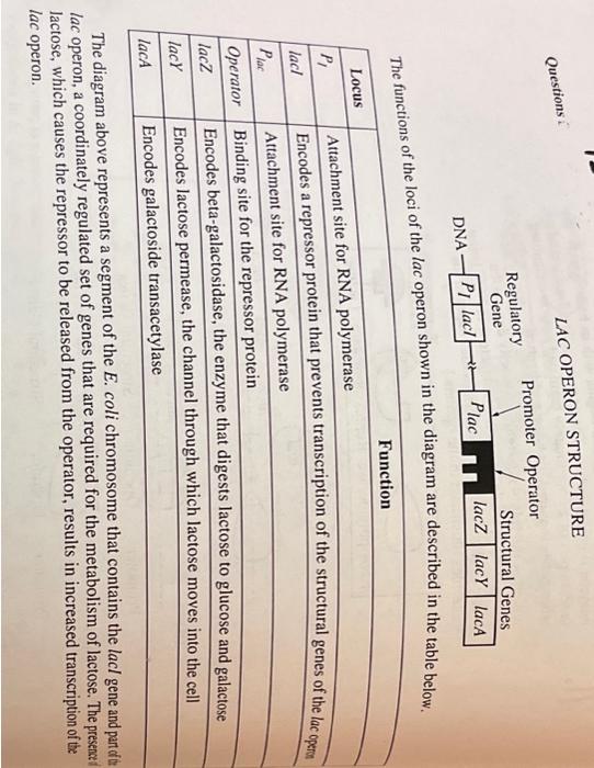 Solved Questions : LAC OPERON STRUCTURE The diagram above | Chegg.com