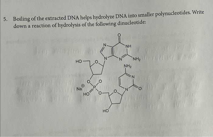 Solved Boiling of the extracted DNA helps hydrolyze DNA into | Chegg.com