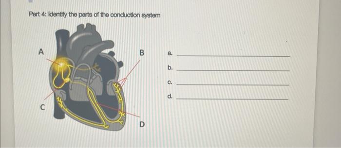 Solved Part 4: identily the parts of the conduction system | Chegg.com