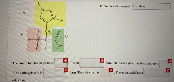 Solved The amino acid is named: Histidine HỮN-c- The amine | Chegg.com