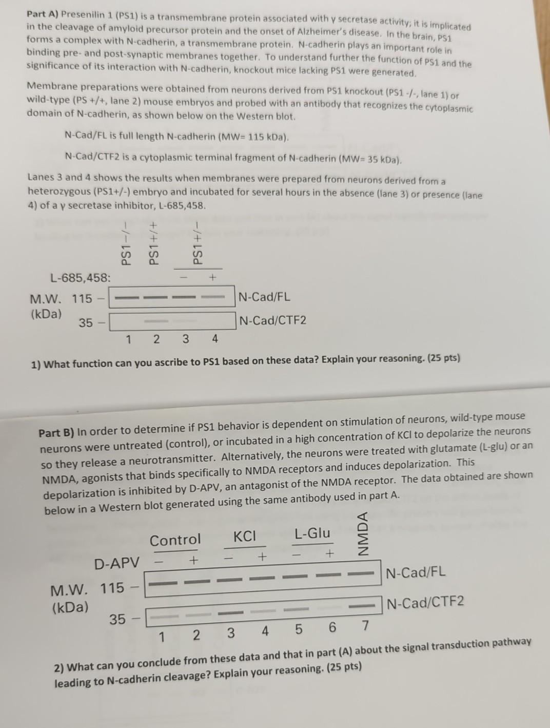 Solved Part B) ﻿In order to determine if PS1 ﻿behavior is | Chegg.com