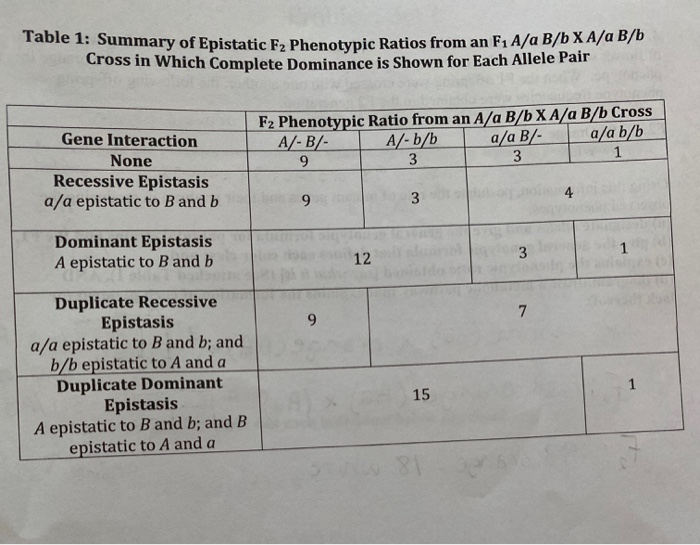 Solved Epistasis and metabolic pathways not sure how to | Chegg.com