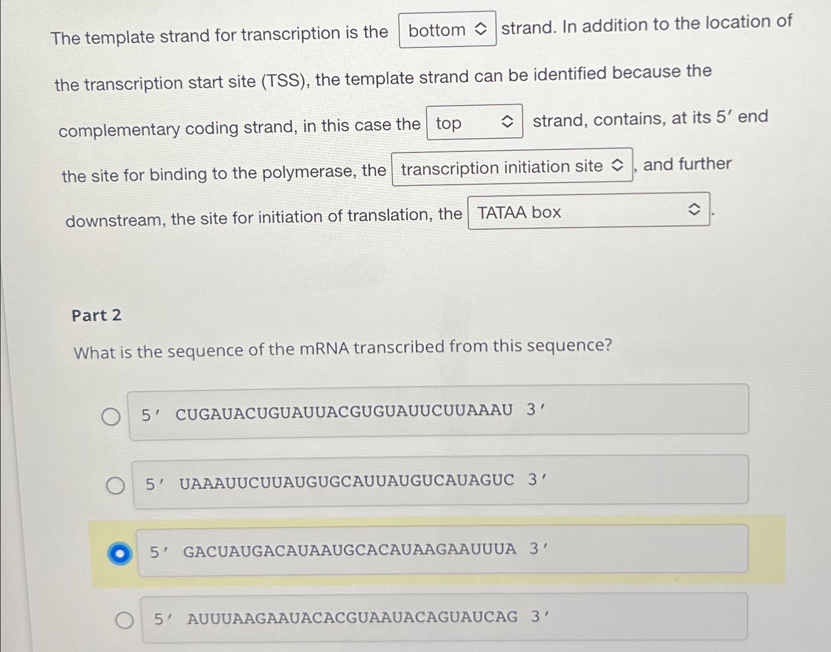 Solved The template strand for transcription is the strand. | Chegg.com