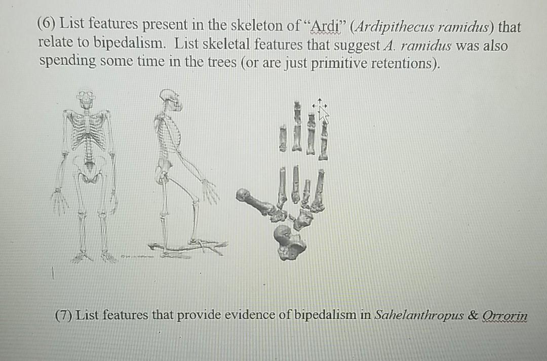 Solved (6) List features present in the skeleton of “Ardi” | Chegg.com