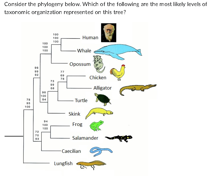 Solved Consider the phylogeny below. Which of the following | Chegg.com