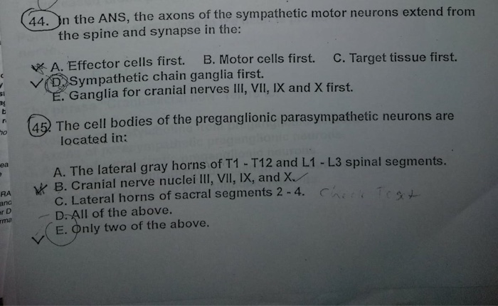 Solved 44. In the ANS, the axons of the sympathetic motor | Chegg.com