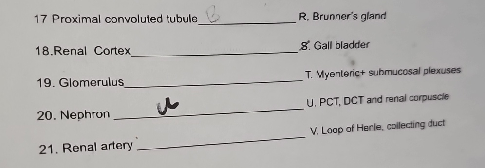Solved 17 ﻿Proximal convoluted tubule ﻿R. ﻿Brunner's | Chegg.com