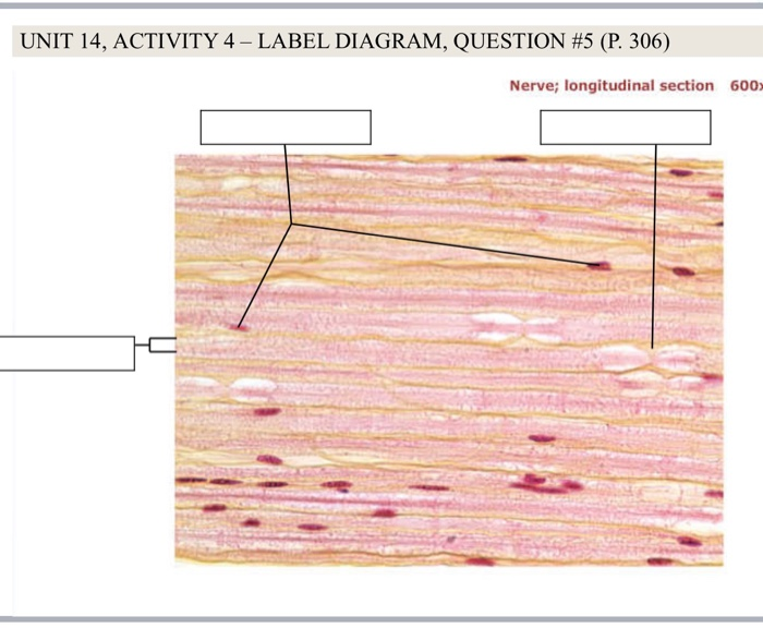Solved UNIT 14, ACTIVITY 4 - LABEL DIAGRAM, QUESTION #5 (P. | Chegg.com