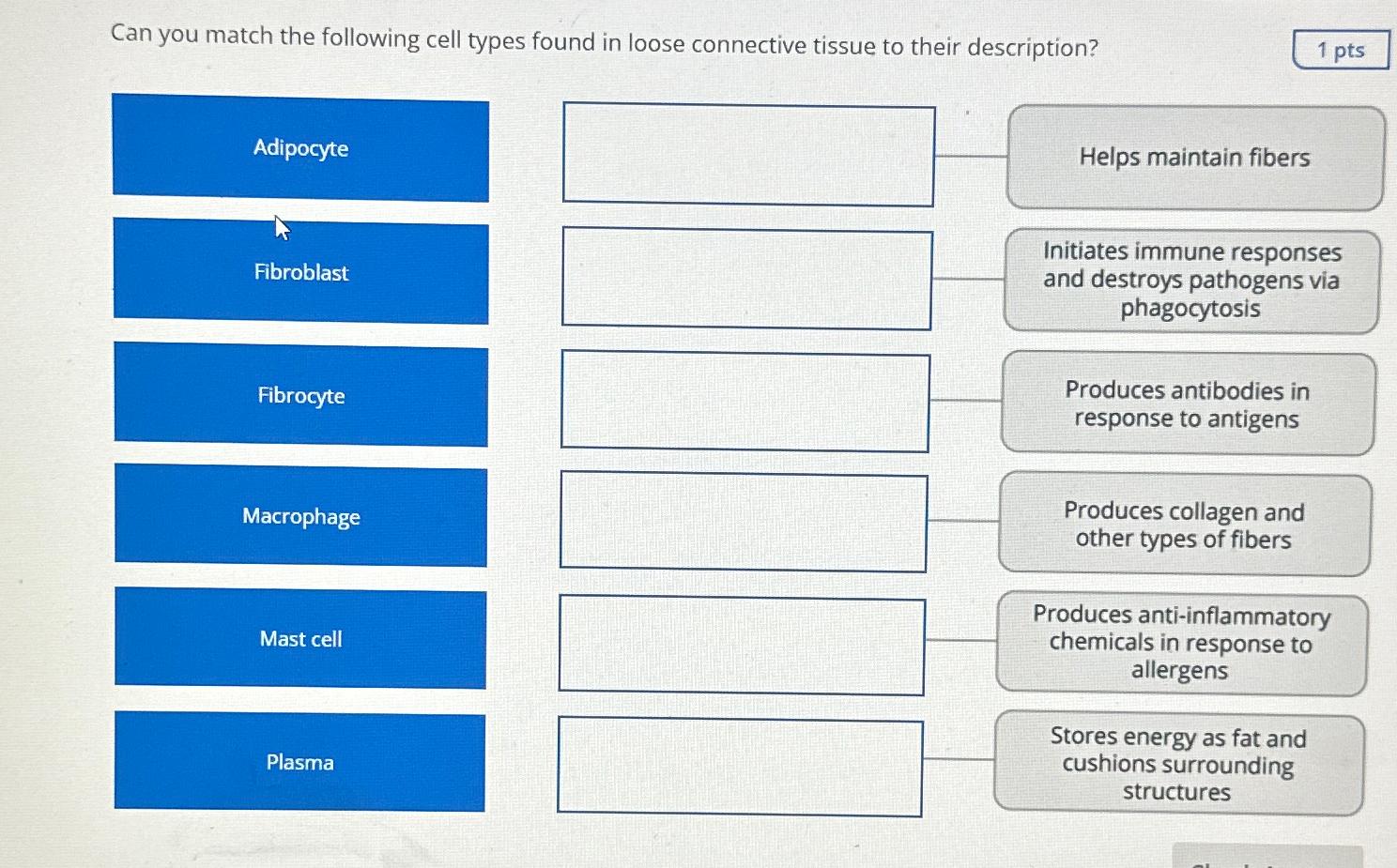 Solved Can you match the following cell types found in loose | Chegg.com