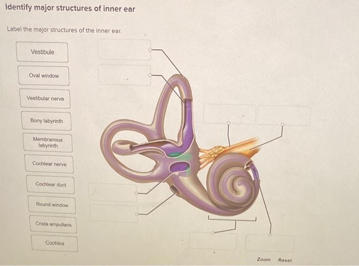 Solved Identify major structures of inner ear Label the | Chegg.com
