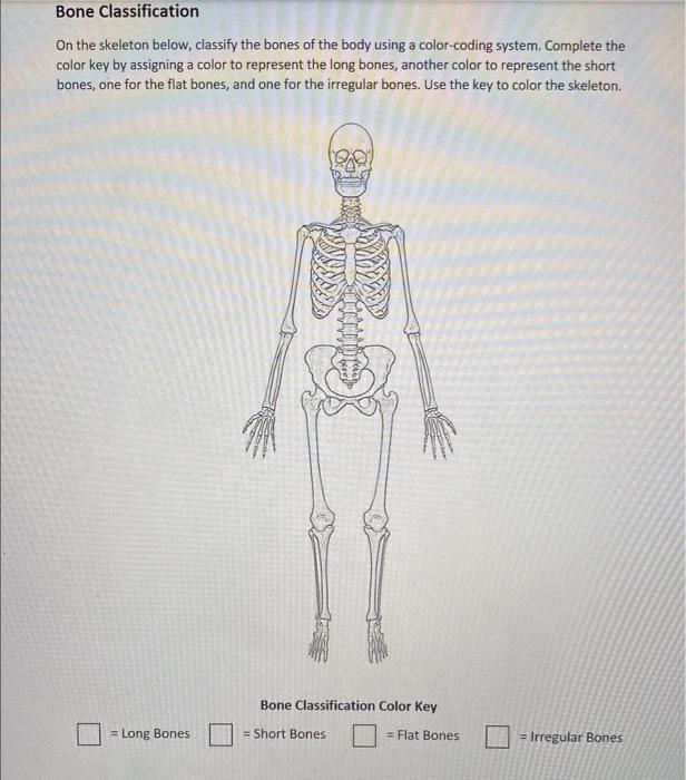 Bone Classification On the skeleton below, classify | Chegg.com