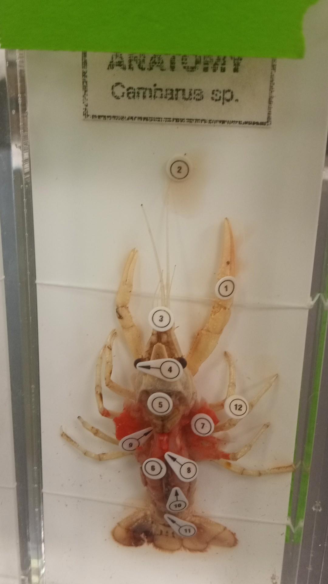 Solved what is the name of structure 3 on the crayfish | Chegg.com
