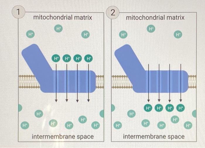Solved 1 2 mitochondrial matrix mitochondrial matrix H H H H | Chegg.com
