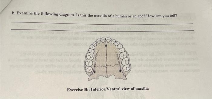 b. Examine the following diagram. Is this the maxilla | Chegg.com