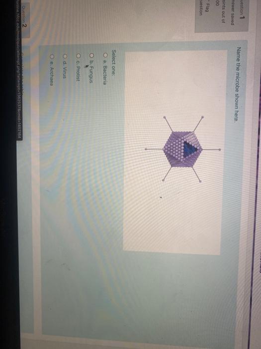 Solved uestion 1 Name the microbe shown here. nswer saved | Chegg.com Solved uestion 1 Name the microbe shown here. nswer saved | Chegg.com