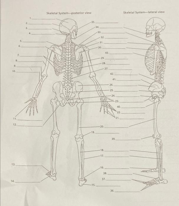 Solved Skeletal System Posterior View Skeletal Chegg