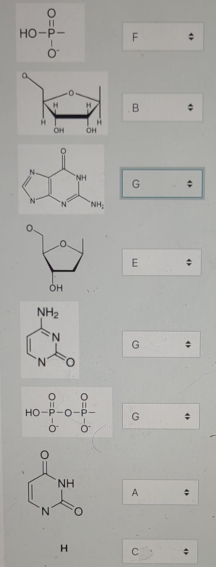 Below is a scheme to represent a nucleoside (model | Chegg.com