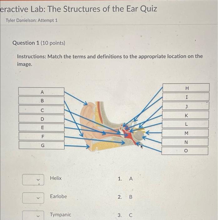 Solved eractive Lab: The Structures of the Ear Quiz Tyler | Chegg.com
