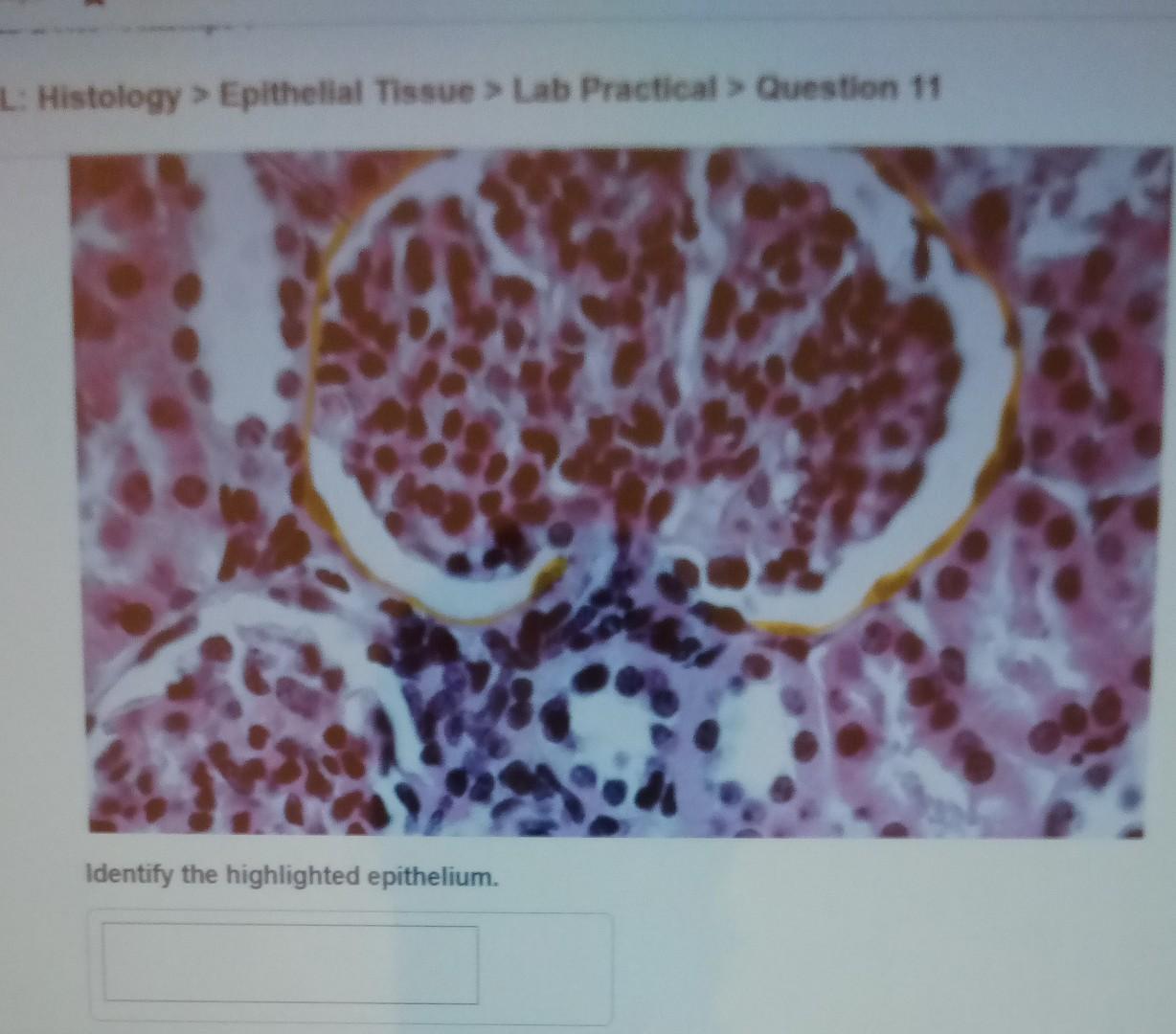 Solved L: Histology > Epithelial Tissue > Lab Practical > | Chegg.com