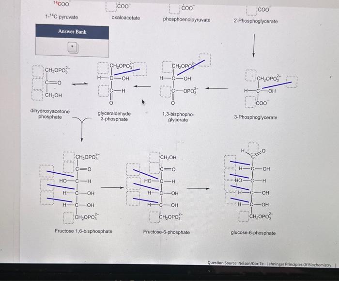 Solved Trace the pathway of pyruvate through | Chegg.com