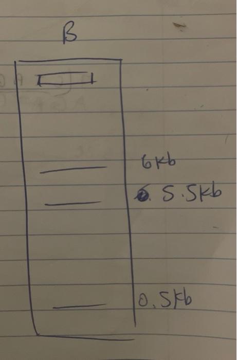 Solved answer the question based on enzyme B result from Q4 | Chegg.com Solved answer the question based on enzyme B result from Q4 | Chegg.com