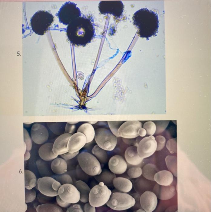 Solved Lab: Virtual Fungi Complete the table below. Part 1 | Chegg.com