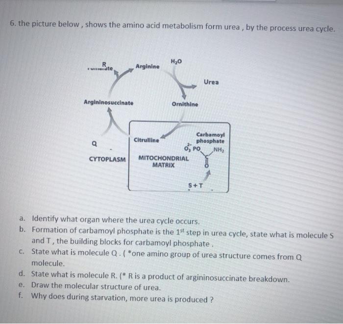 Urea Cycle Amino Acids