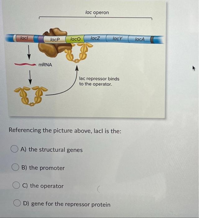 Solved lac operon lacl lacP laco lacz lacy laca mRNA lac | Chegg.com