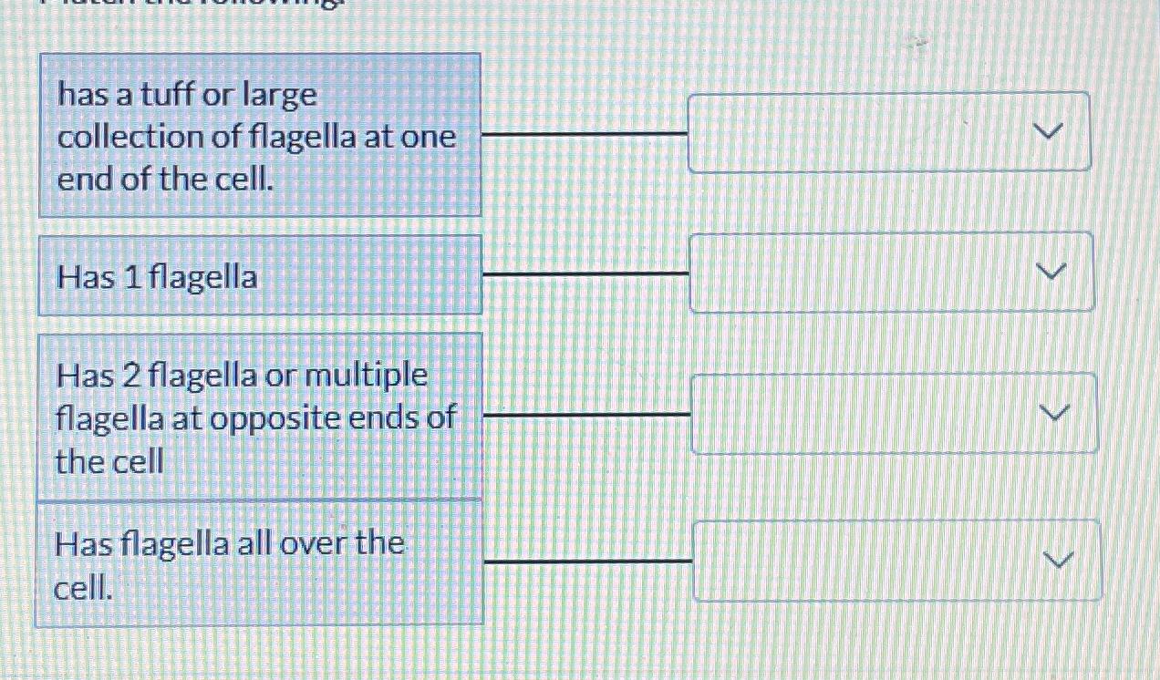 Solved has a tuff or large collection of flagella at one end | Chegg.com